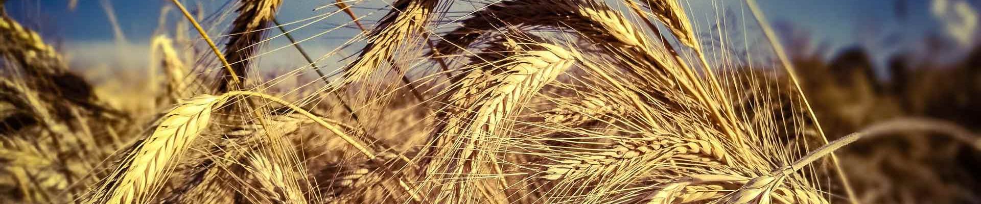 TOK GROUP - Your strong Solution Partner in the field of Agriculture